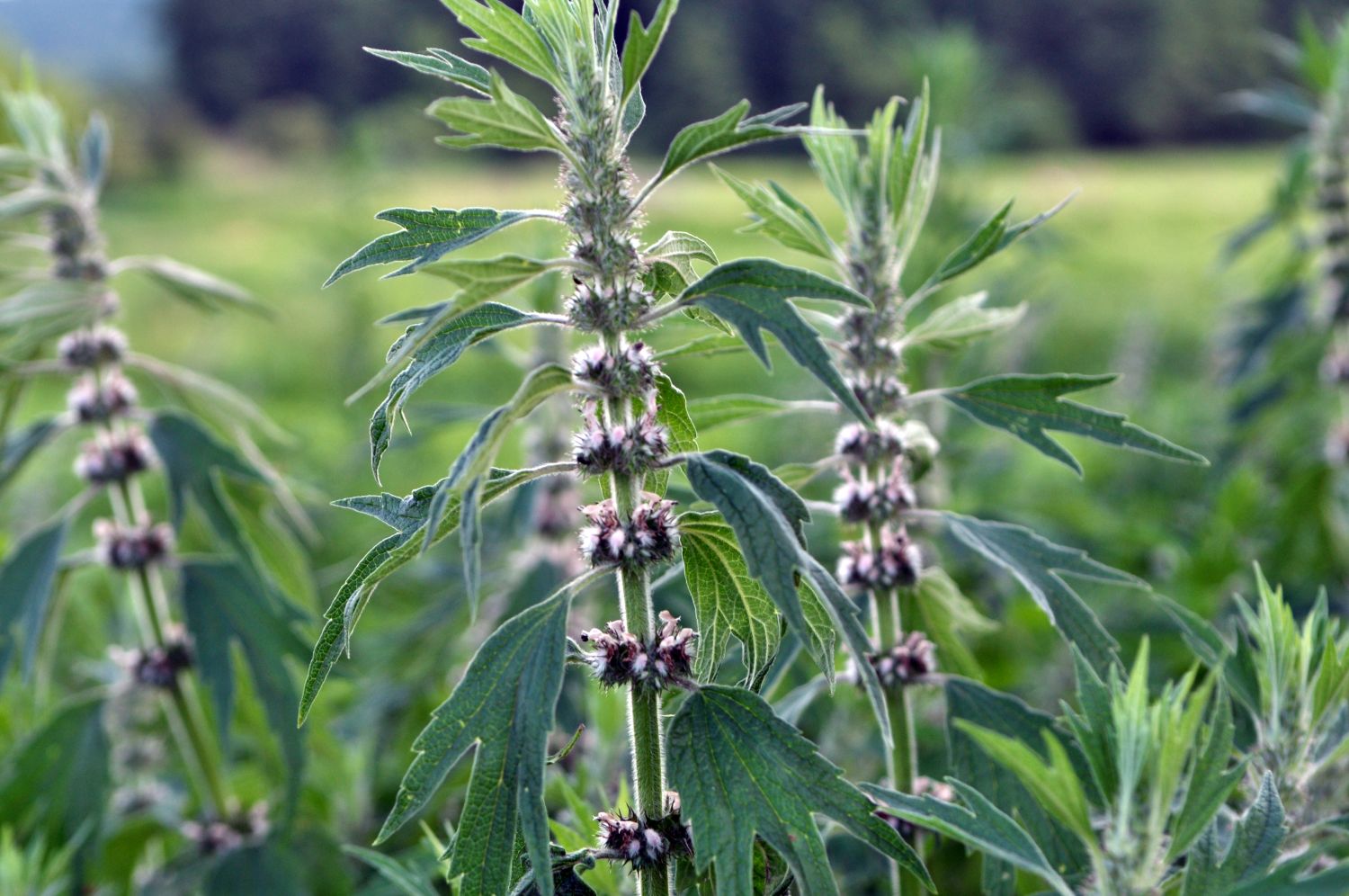 11 Natural Treatments for atrial fibrillation - Herbal Care Products - Blog